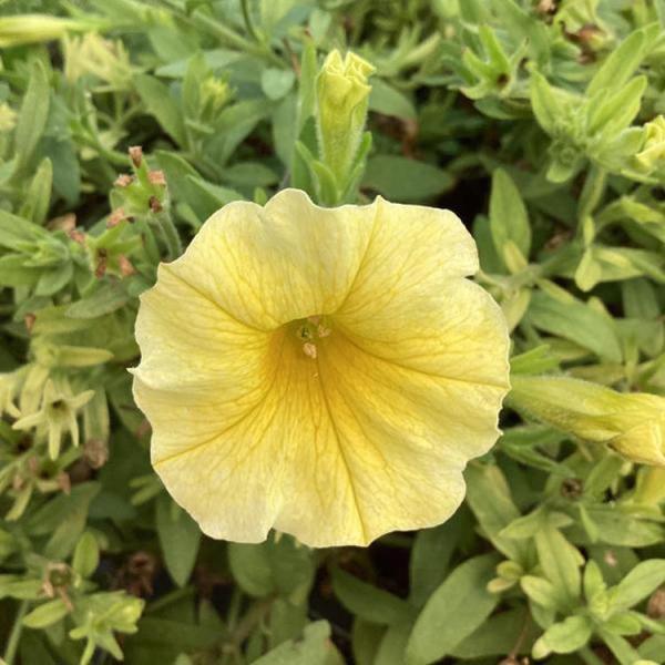Million Bells, SuperCal - Premium Caliburst Yellow | Friends School ...