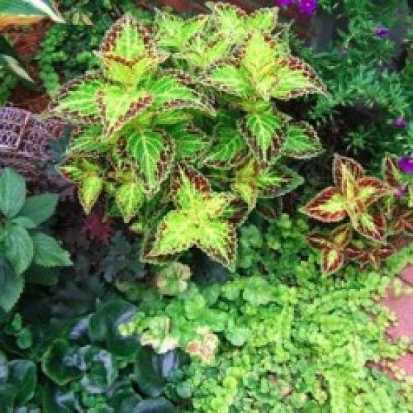 Coleus, Sun - Bonnie Gold | Friends School Plant Sale