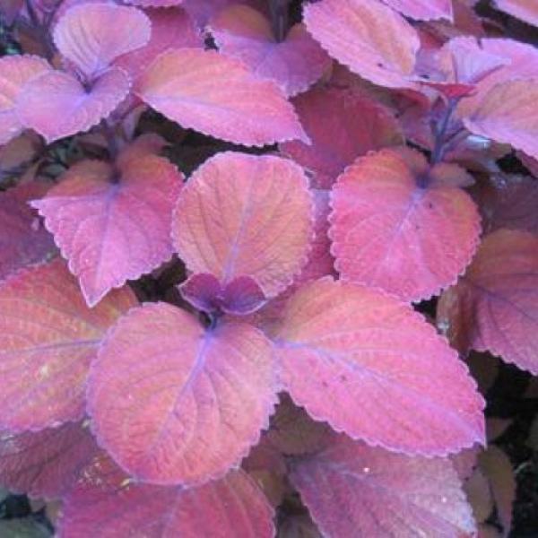 Coleus, Sun - Campfire | Friends School Plant Sale