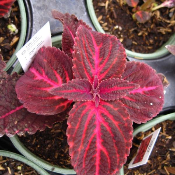 Coleus, Sun - Stained Glass | Friends School Plant Sale
