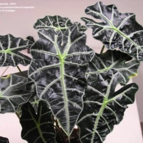 Elephant Ears - Polly | Friends School Plant Sale