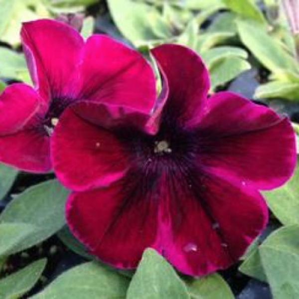 Petunia, Multicolor - Johnny Flame | Friends School Plant Sale
