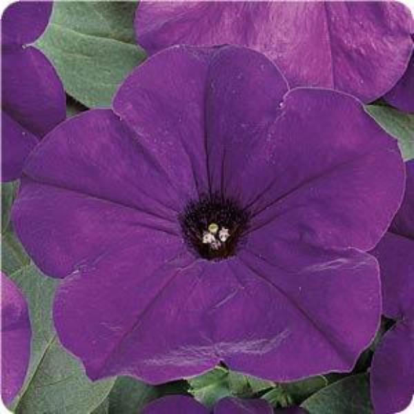 Petunia, Trailing - Easy Wave Blue | Friends School Plant Sale