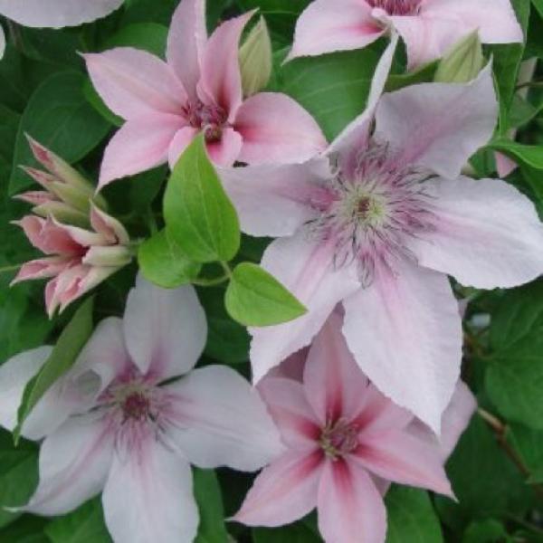 Clematis - John Paul II | Friends School Plant Sale