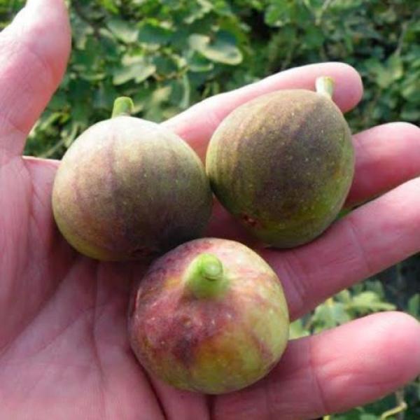 Fig - Magnolia | Friends School Plant Sale