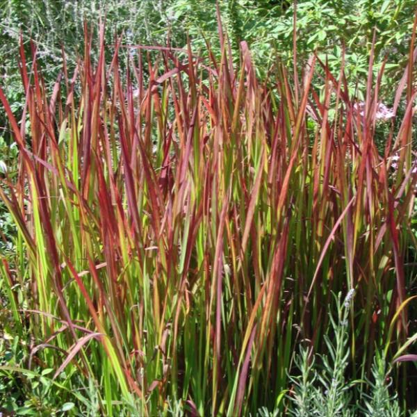 Japanese Blood Grass - Red Baron | Friends School Plant Sale