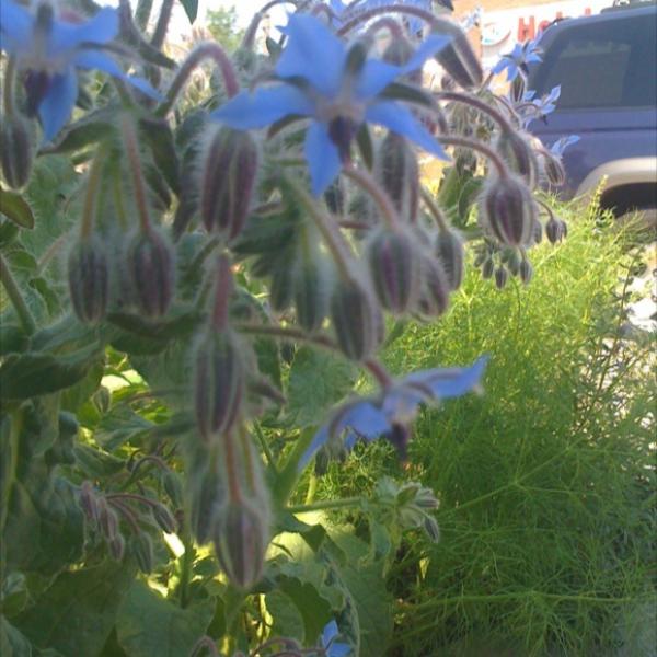 Borage - Borage | Friends School Plant Sale