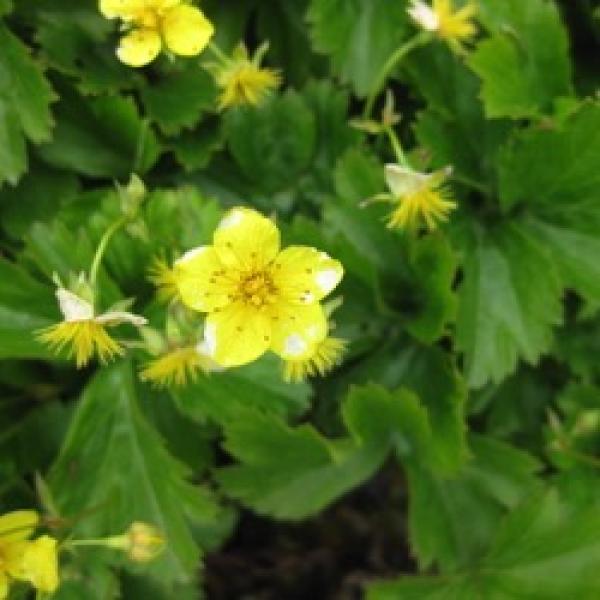Strawberry, Barren - Wild Barren Strawberry | Friends School Plant Sale