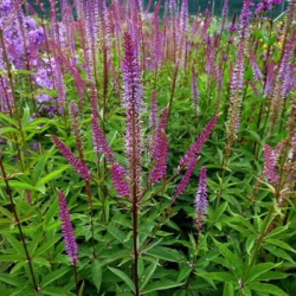 Culver's Root - Adoration | Friends School Plant Sale