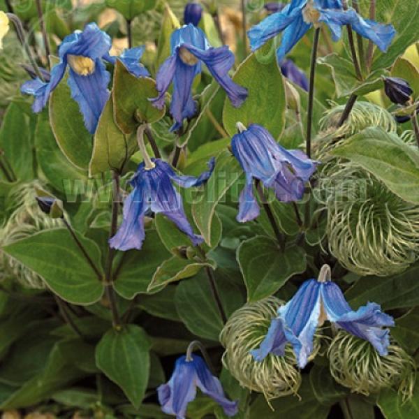 Clematis, Bush - Blue Ribbons | Friends School Plant Sale