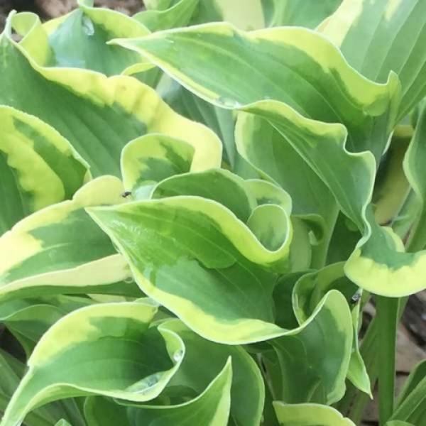 Hosta - Wrinkle in Time | Friends School Plant Sale