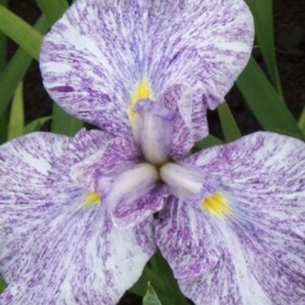 Iris, Japanese - Imperial Magic | Friends School Plant Sale