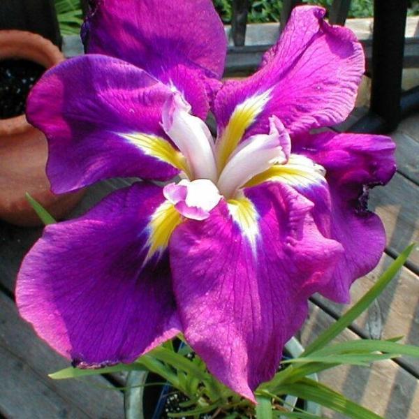 Iris, Japanese - Sensation | Friends School Plant Sale