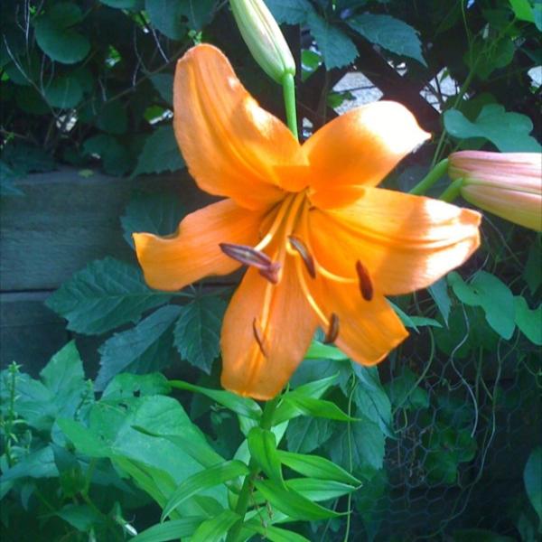 Lily, Other - Firey Belles | Friends School Plant Sale
