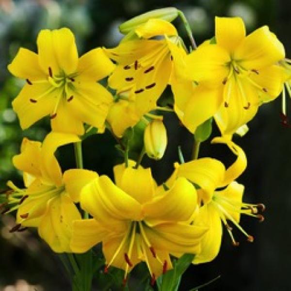 Lily, Asiatic - Pearl Melanie | Friends School Plant Sale