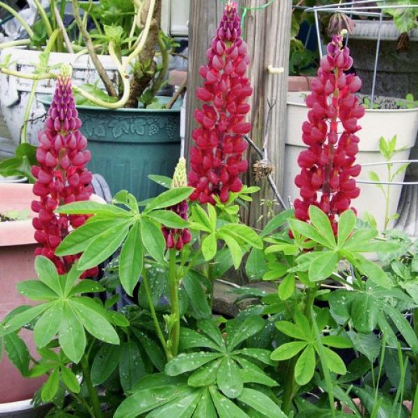 Lupine - Morello Cherry | Friends School Plant Sale