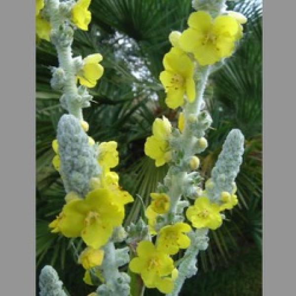 Mullein - Giant Silver | Friends School Plant Sale
