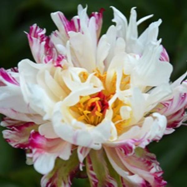 Peony - Cactus Jack | Friends School Plant Sale