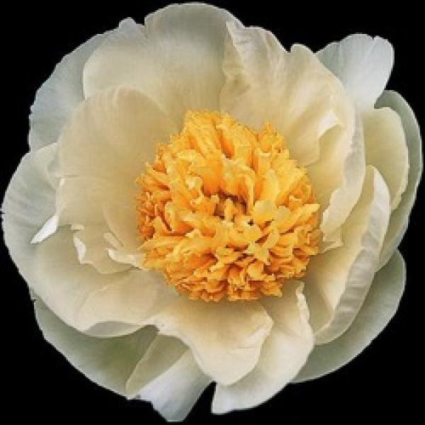 Peony - Cheddar Gold | Friends School Plant Sale