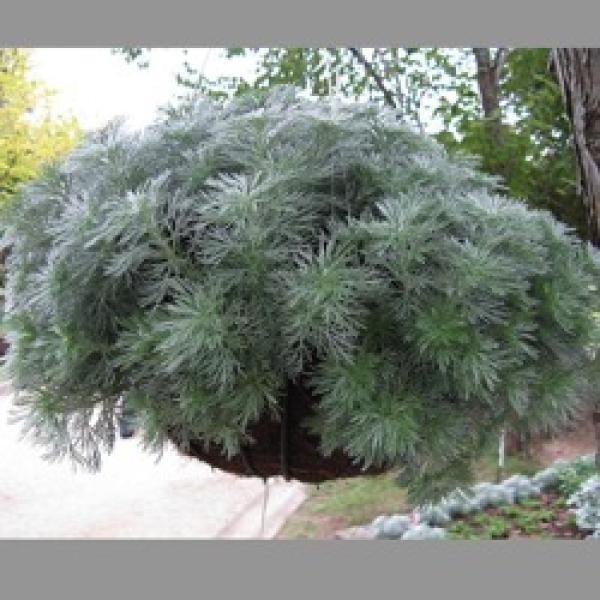 Silver Mound - Silver Mound | Friends School Plant Sale