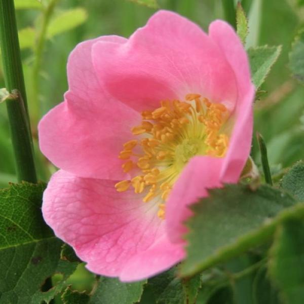 Rose, Species - Briar Rose | Friends School Plant Sale