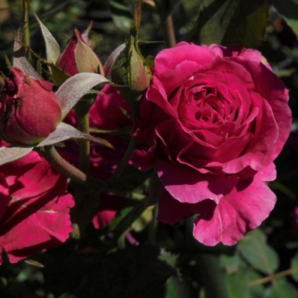 Rose, Modern Shrub - Polonaise | Friends School Plant Sale