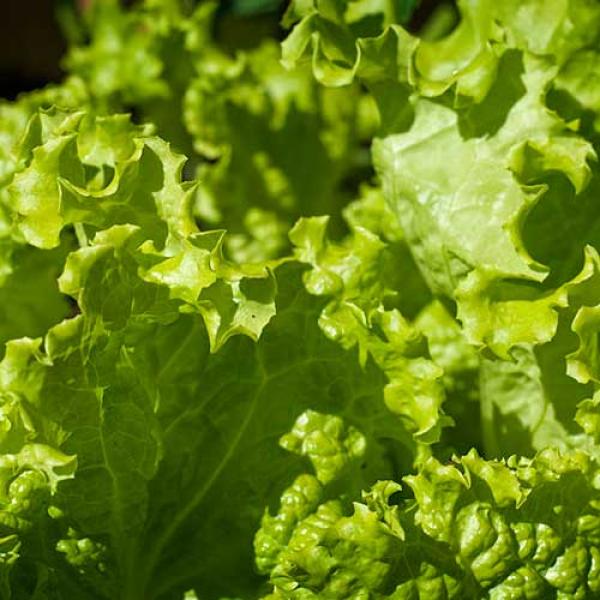 Lettuce - Grand Rapids | Friends School Plant Sale