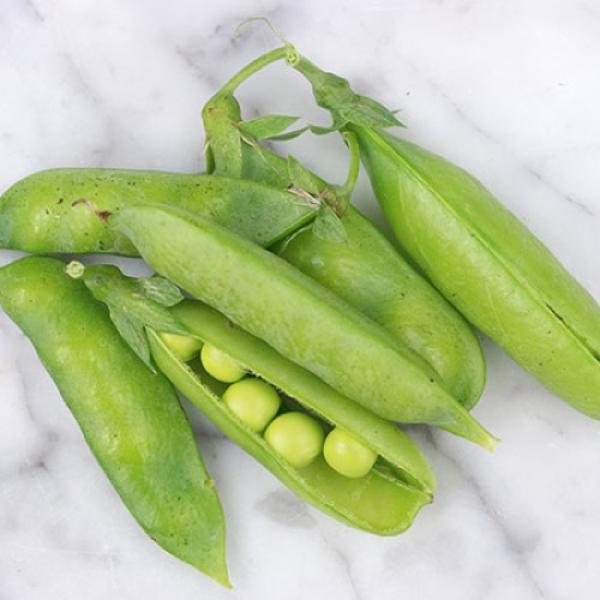 Peas - Alaska Garden | Friends School Plant Sale