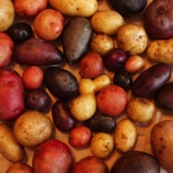 Potato - Perennial Perpetual Diversity | Friends School Plant Sale