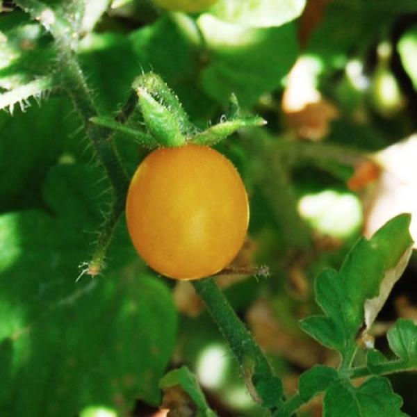 Tomato, Heirloom - Wild Galapagos | Friends School Plant Sale
