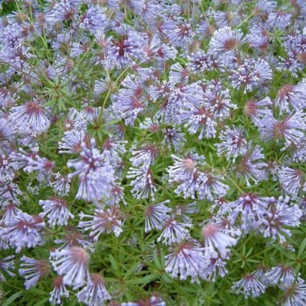 Blue Woodruff - A. orientalis | Friends School Plant Sale