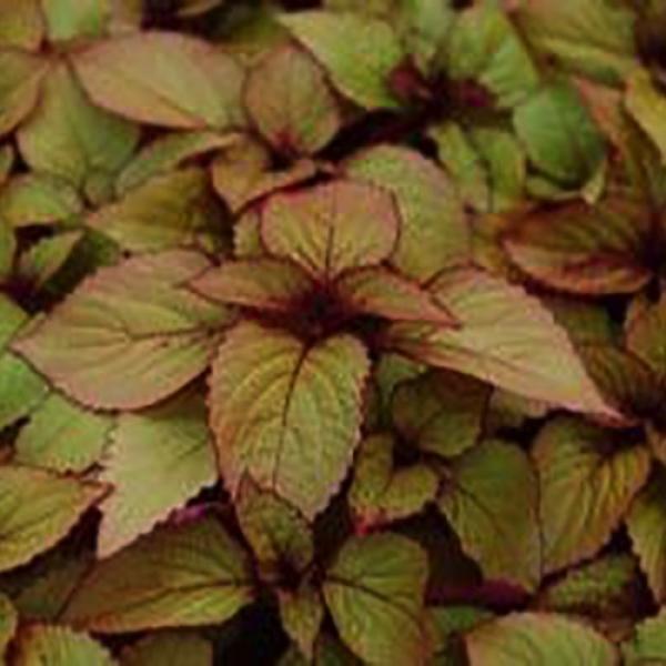 Coleus, Sun - Orange King | Friends School Plant Sale