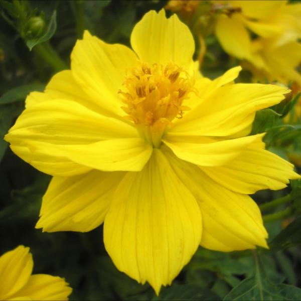 Cosmos, Dwarf - Limara Lemon | Friends School Plant Sale