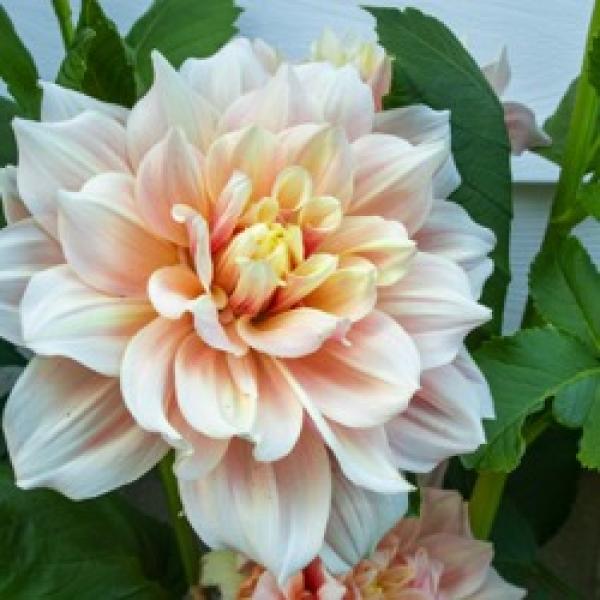 Dahlia, Tubers - Break Out | Friends School Plant Sale