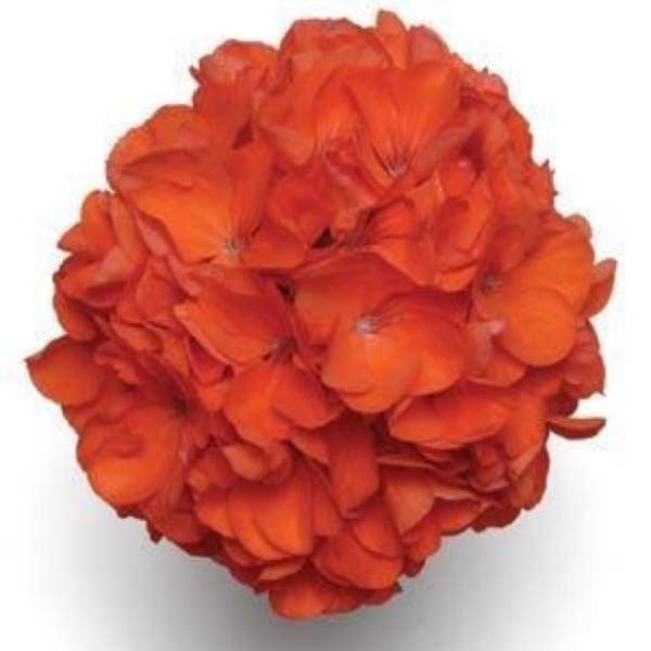 Geranium - Allure Tangerine | Friends School Plant Sale