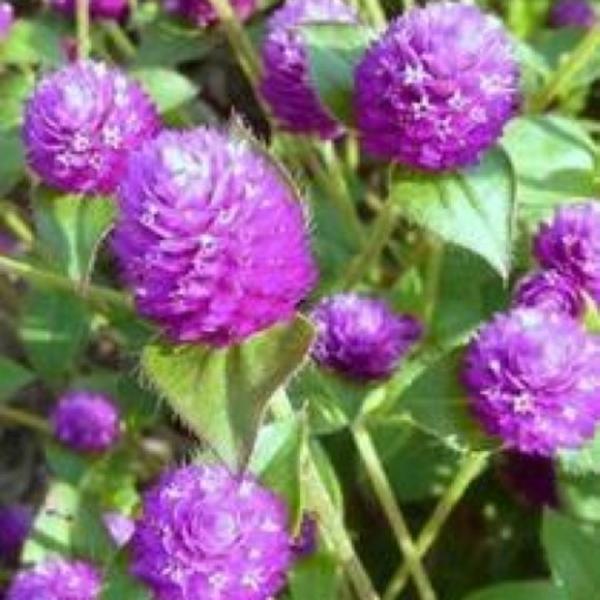 Globe Amaranth - Pinball Purple | Friends School Plant Sale