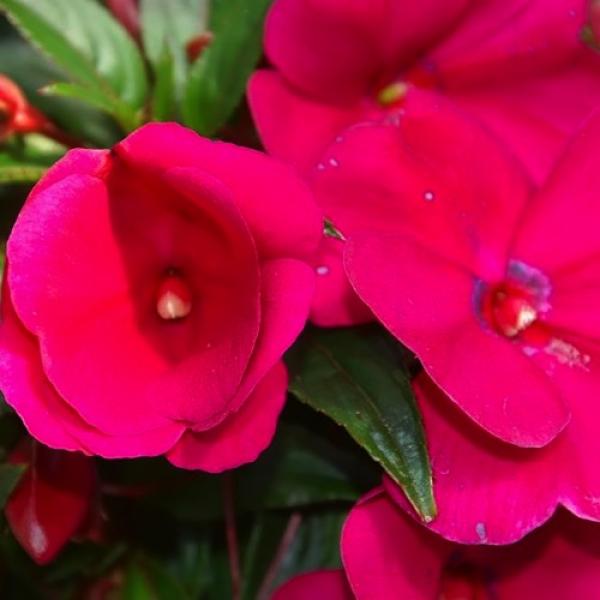 Impatiens, New Guinea - Sonic Deep Purple | Friends School Plant Sale