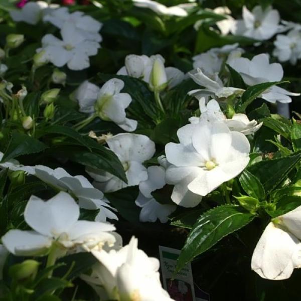 Impatiens, New Guinea - Sonic White | Friends School Plant Sale