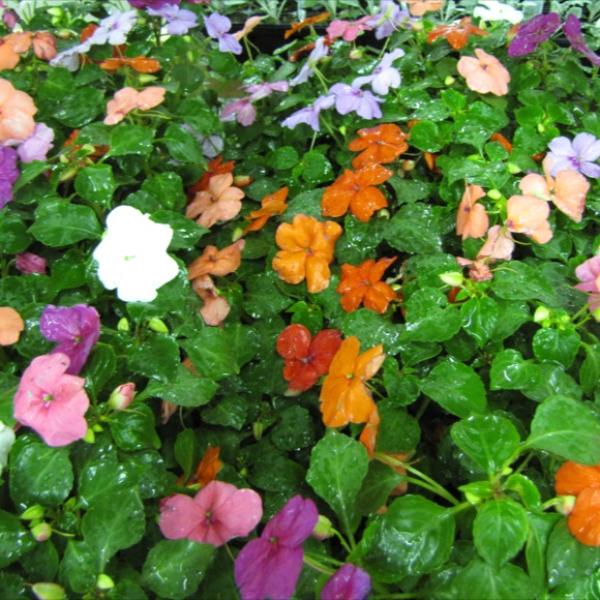Impatiens - Super Elfin XP Formula Mix | Friends School Plant Sale