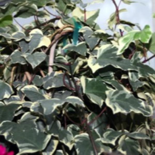 Ivy, Algerian - Marengo | Friends School Plant Sale