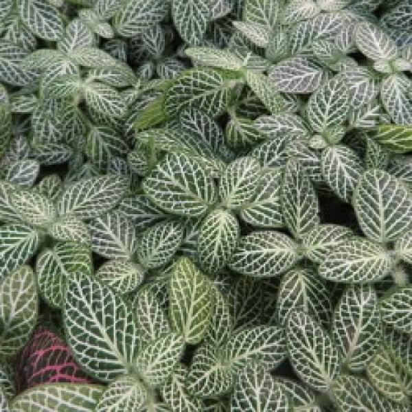 Nerve Plant - White Mini | Friends School Plant Sale