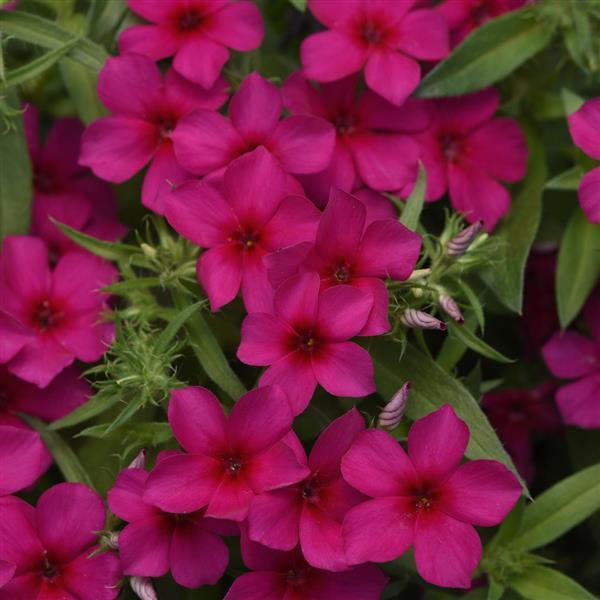 Phlox, Annual - Gisele Purple | Friends School Plant Sale