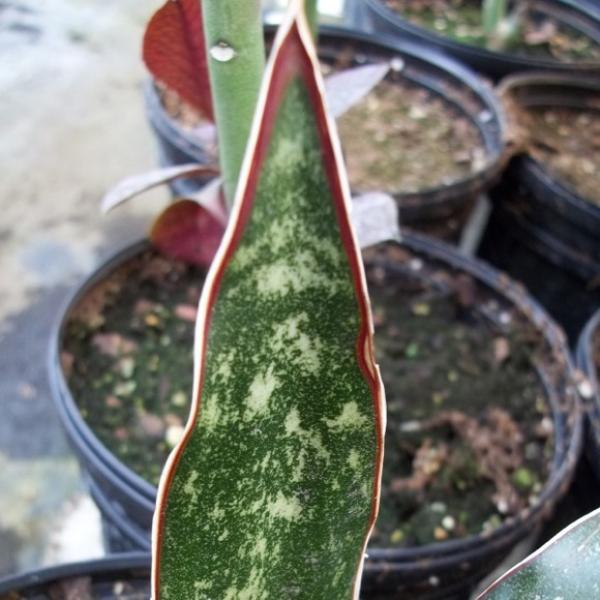 Snake Plant - Zanzibar Star | Friends School Plant Sale