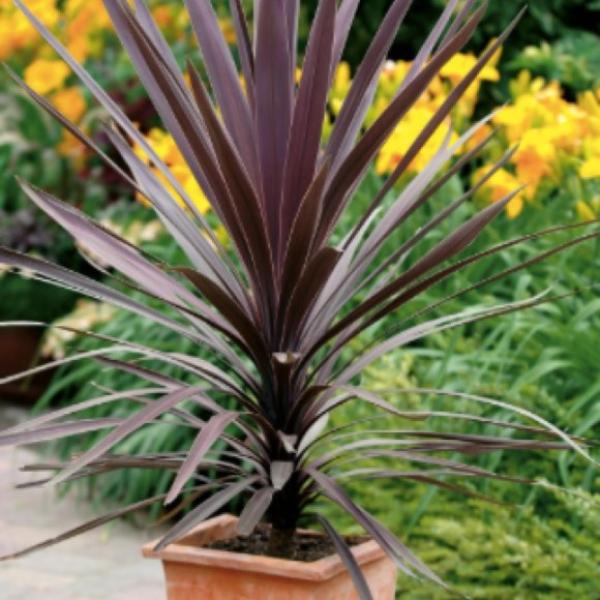 Spikes - Red Star | Friends School Plant Sale