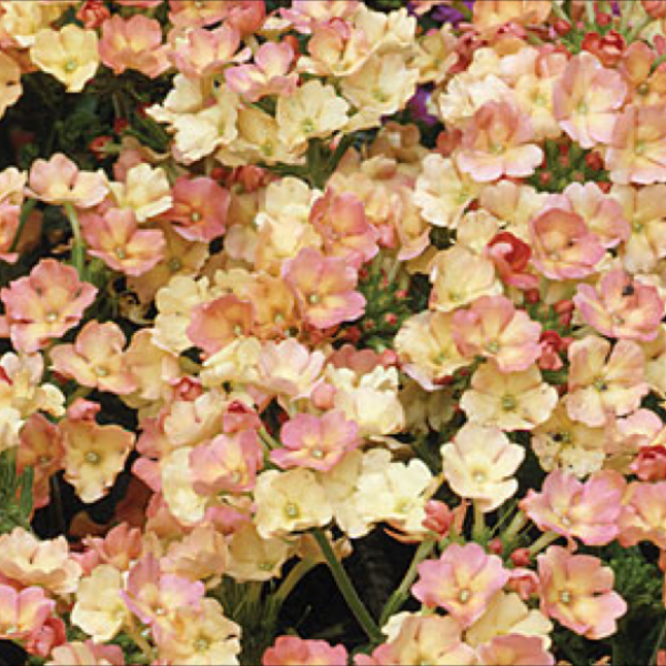 Verbena - Peaches and Cream | Friends School Plant Sale