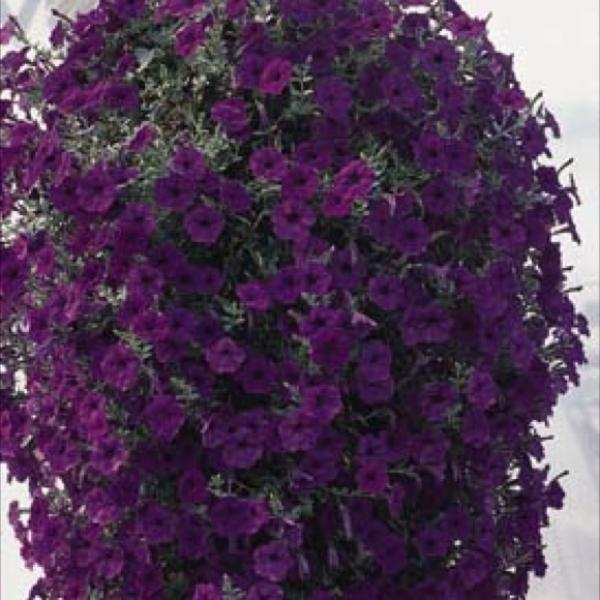 Petunia, Trailing - Easy Wave Blue | Friends School Plant Sale