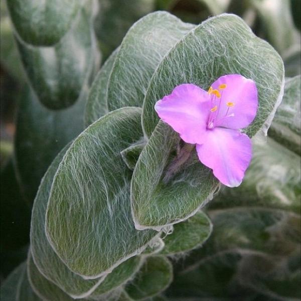 Spiderwort, Tropical - White Gossamer | Friends School Plant Sale