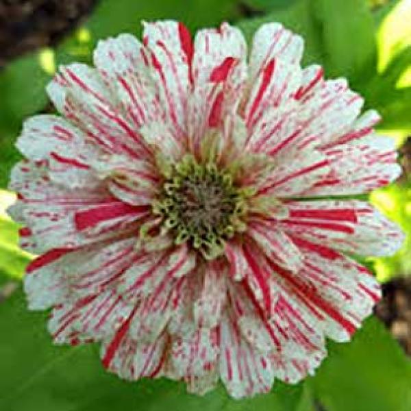 Zinnia - Candy Cane Mix | Friends School Plant Sale