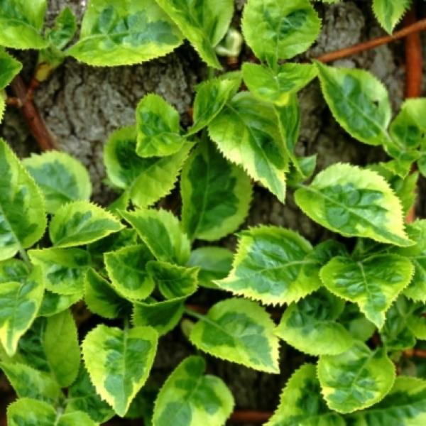 Hydrangea, Climbing - Firefly | Friends School Plant Sale