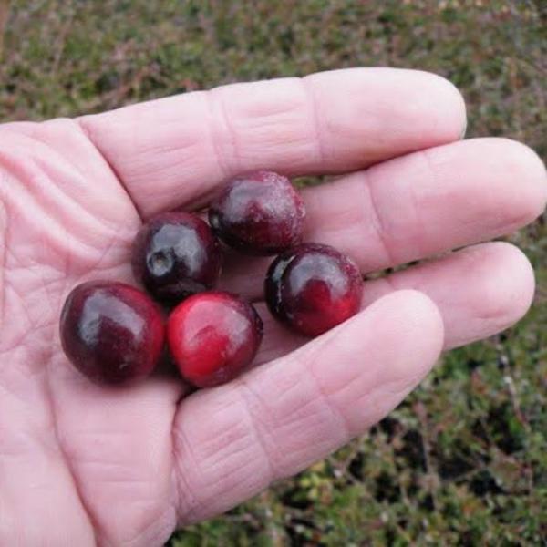 Cranberry - Pilgrim | Friends School Plant Sale